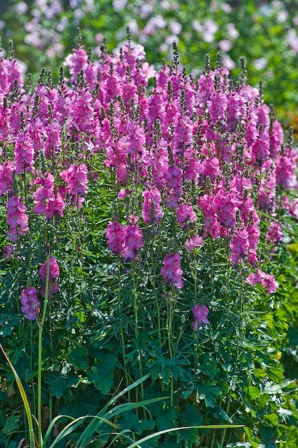Perennial varieties | Future Plants