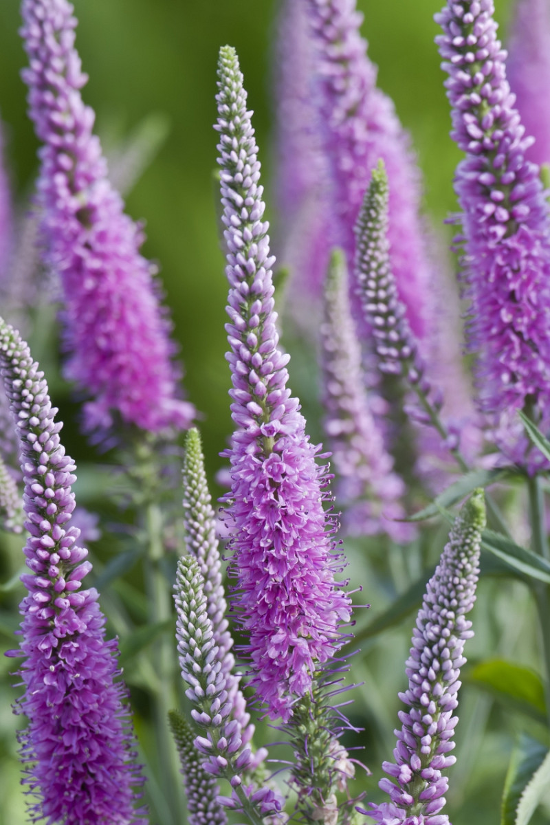 Perennial varieties | Future Plants