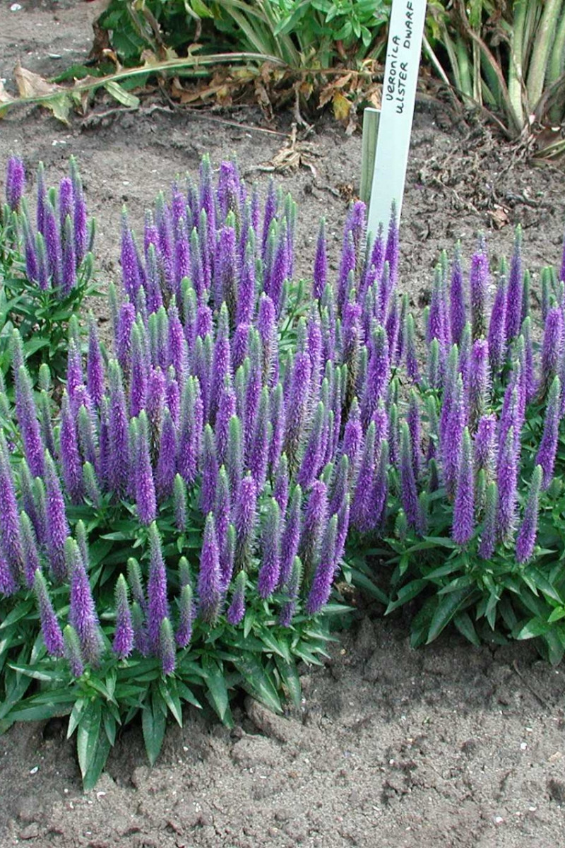 Perennial varieties | Future Plants