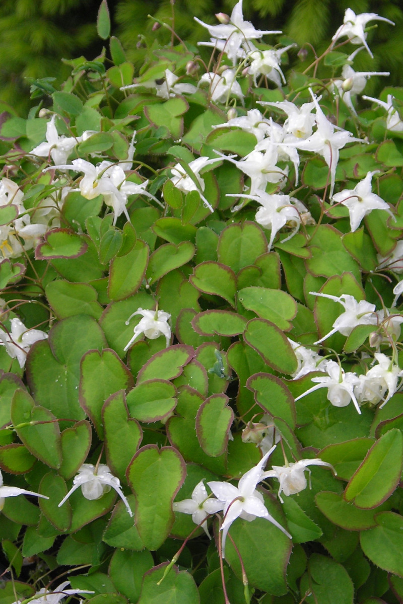 Perennial varieties | Future Plants