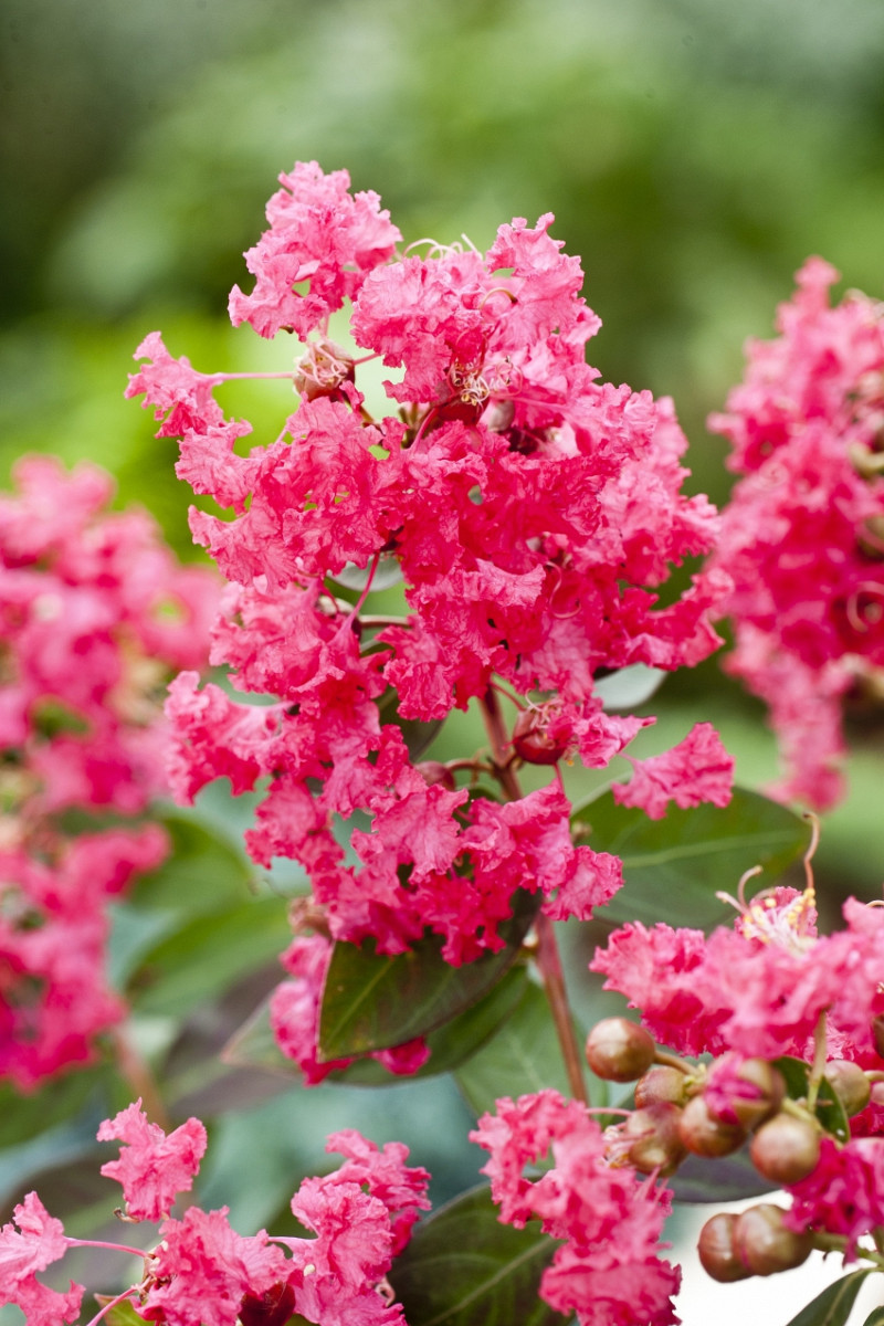 Perennial varieties | Future Plants