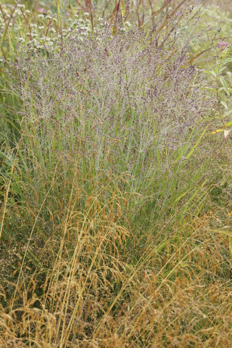Perennial varieties | Future Plants