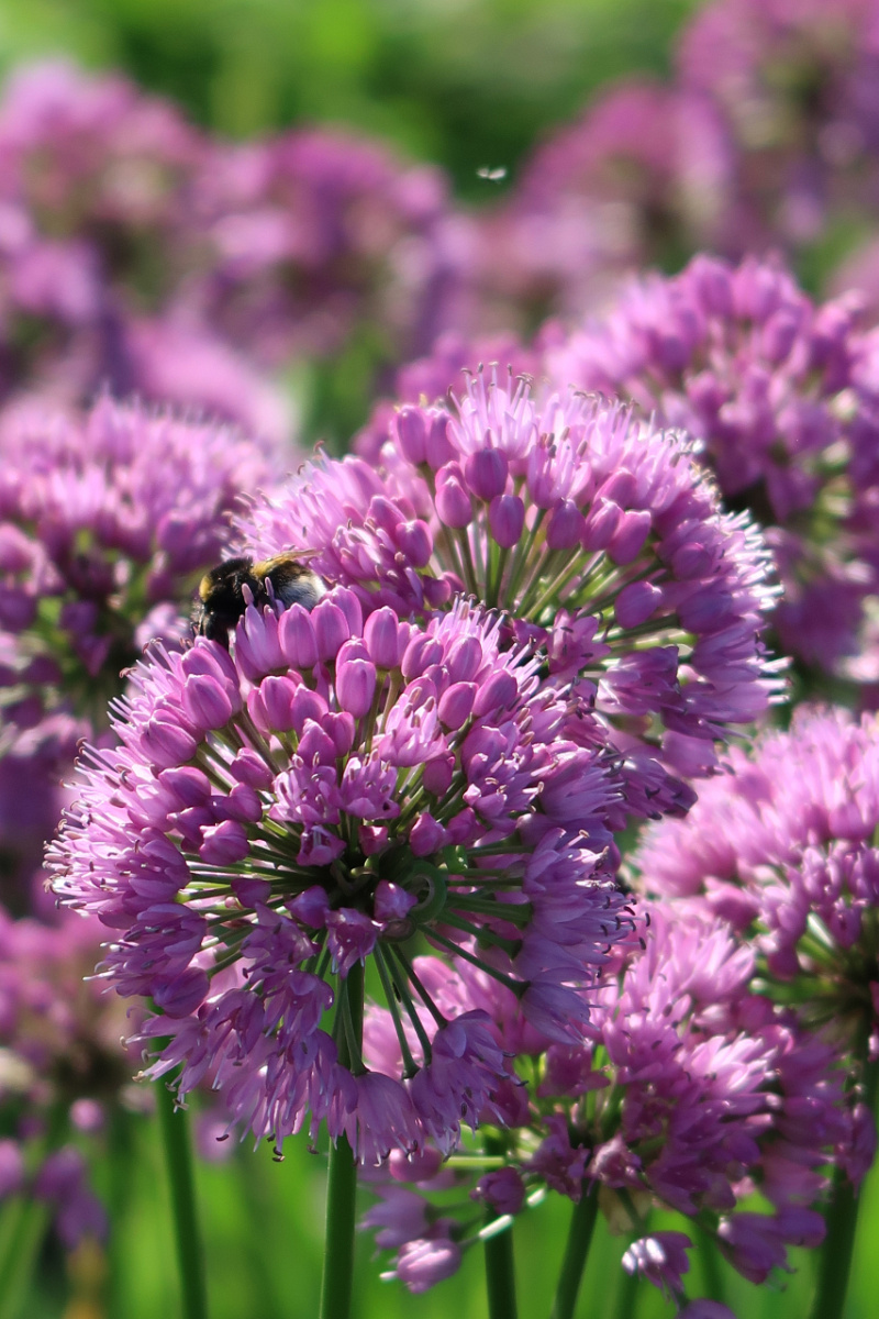 Perennial varieties | Future Plants