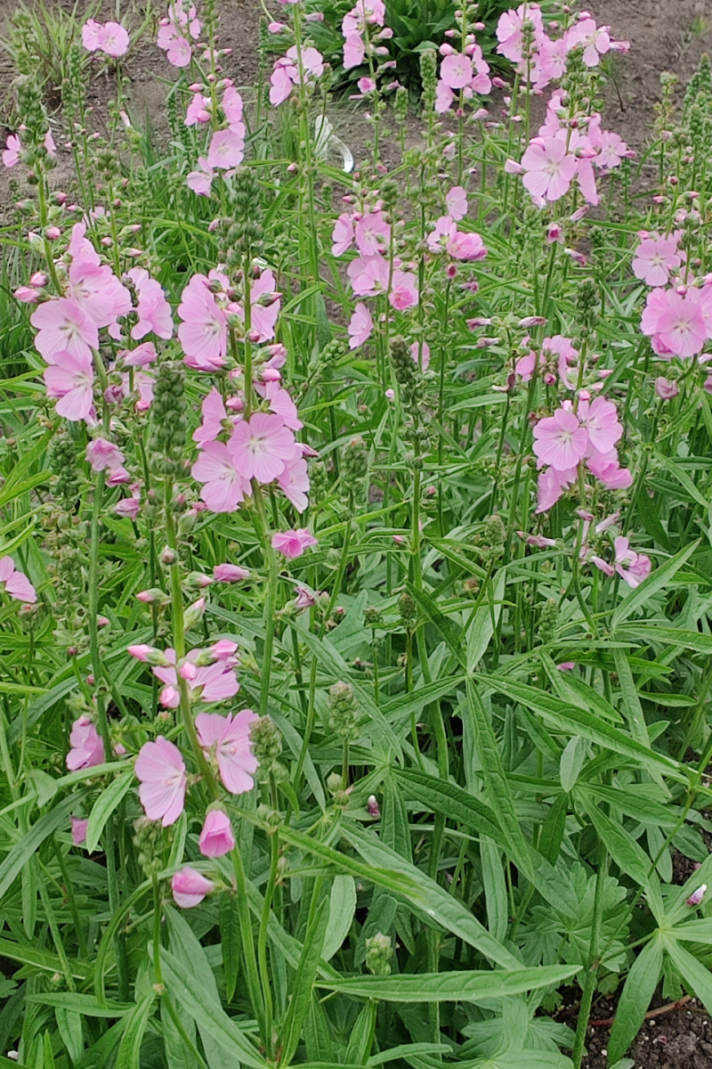 Perennial varieties | Future Plants