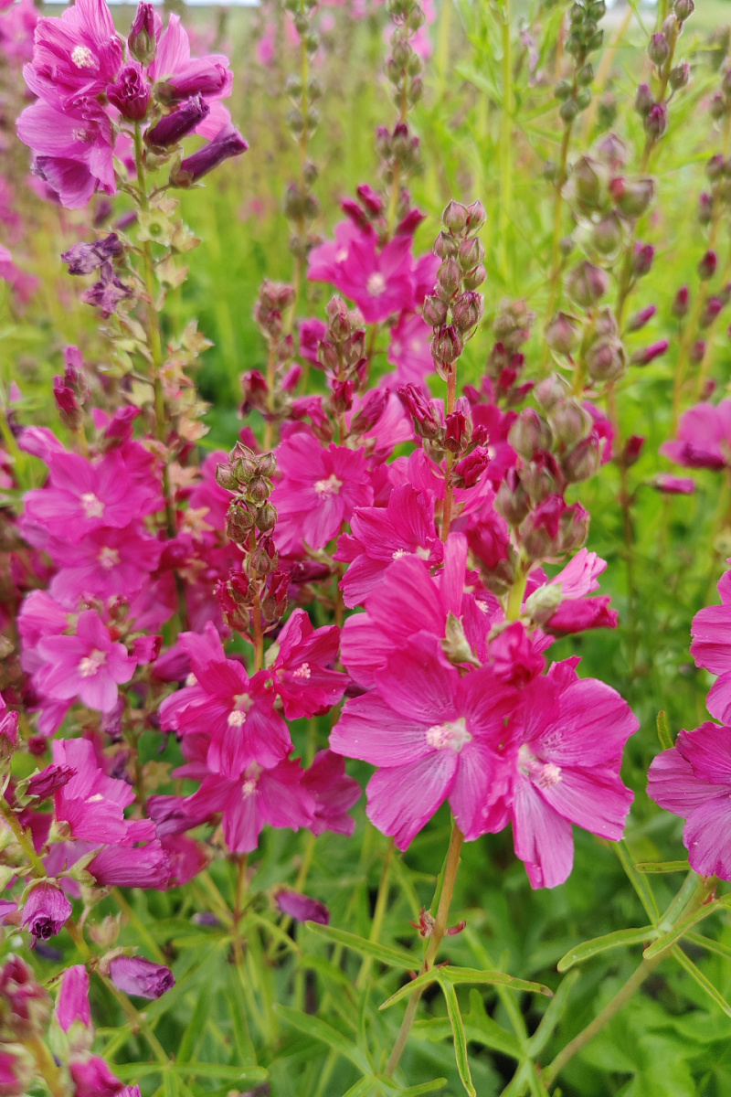 Perennial varieties | Future Plants