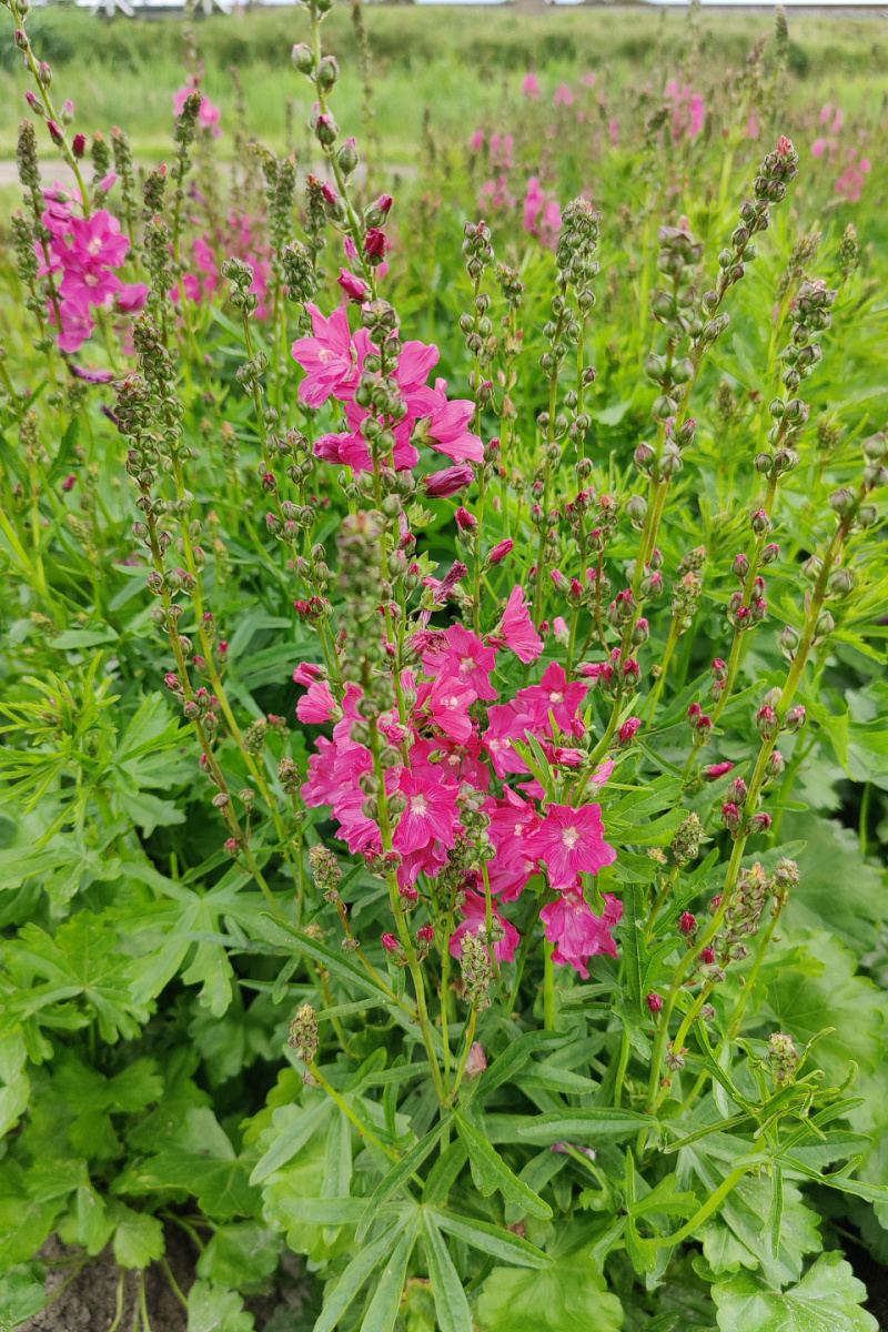 Perennial varieties | Future Plants