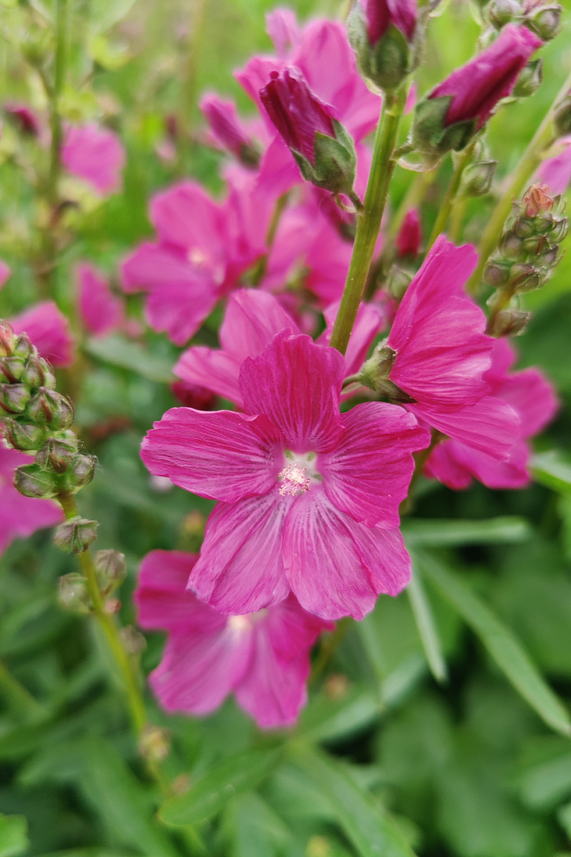 Perennial varieties | Future Plants
