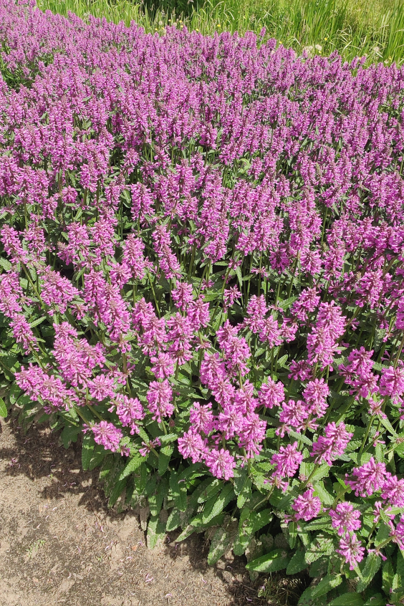 Perennial varieties | Future Plants