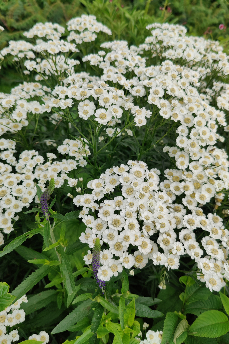 Perennial varieties | Future Plants