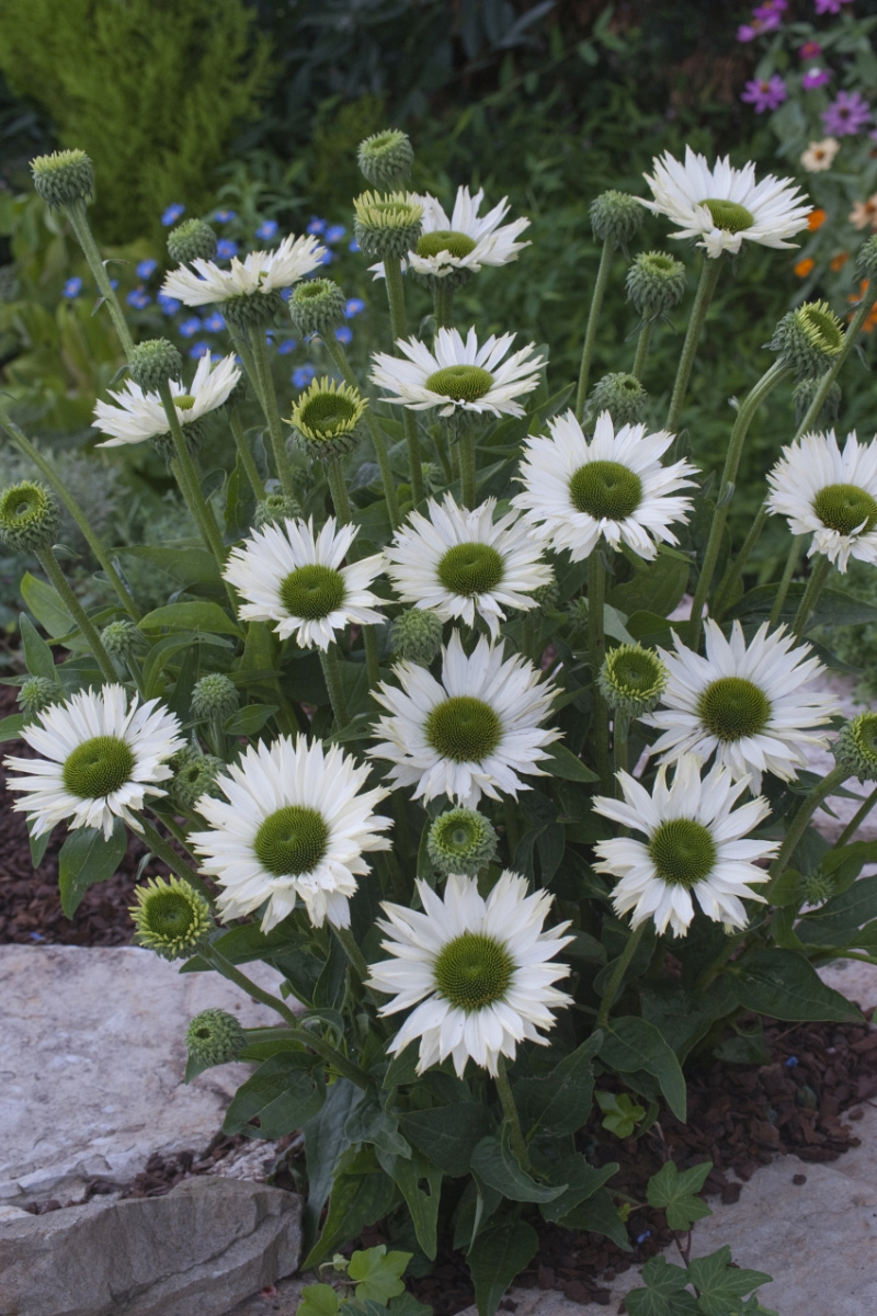 Perennial varieties | Future Plants