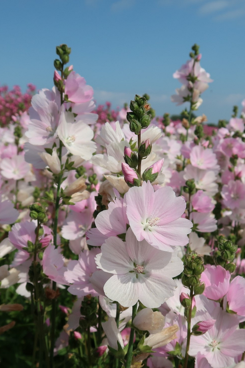 Perennial varieties | Future Plants