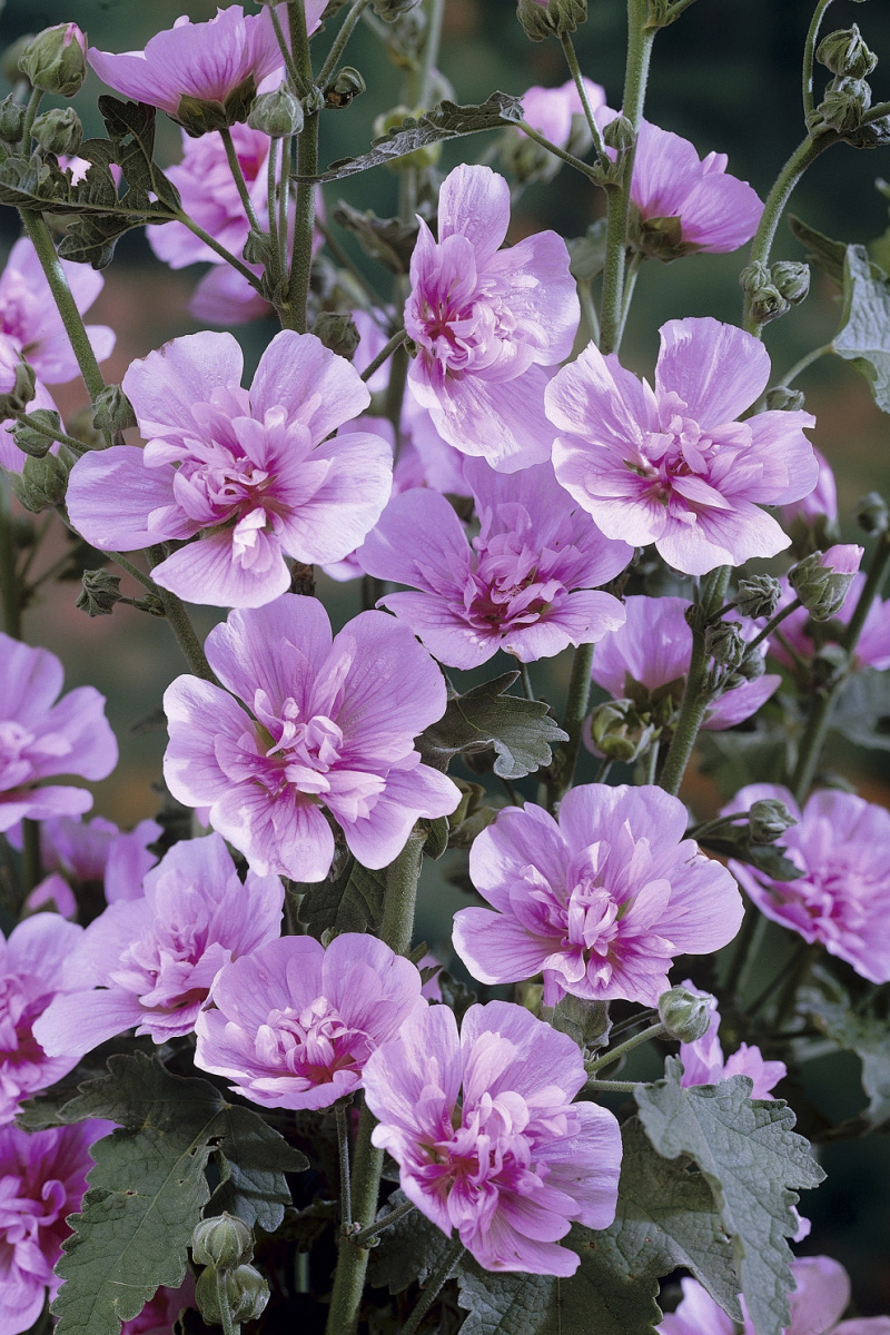 Perennial varieties | Future Plants