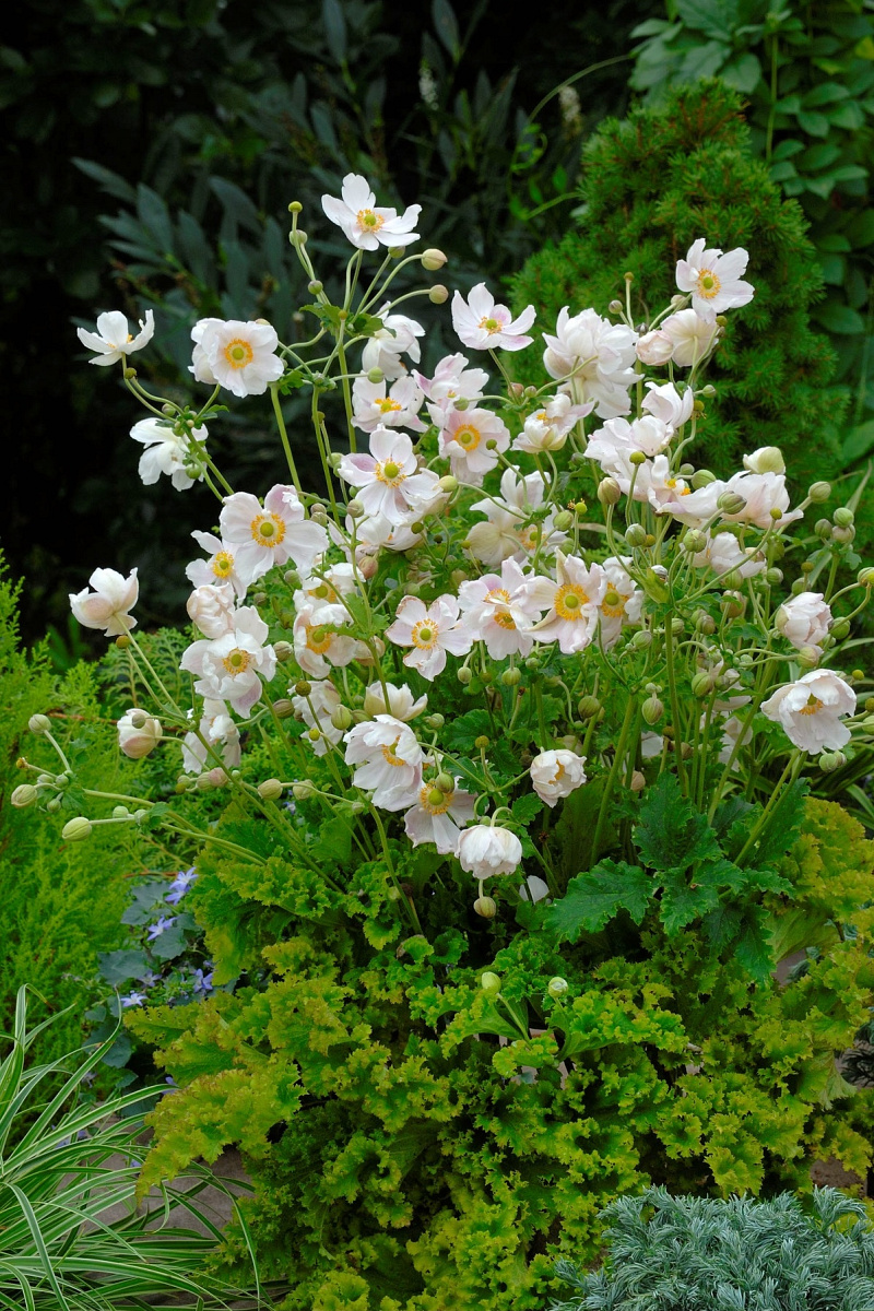 Perennial varieties | Future Plants